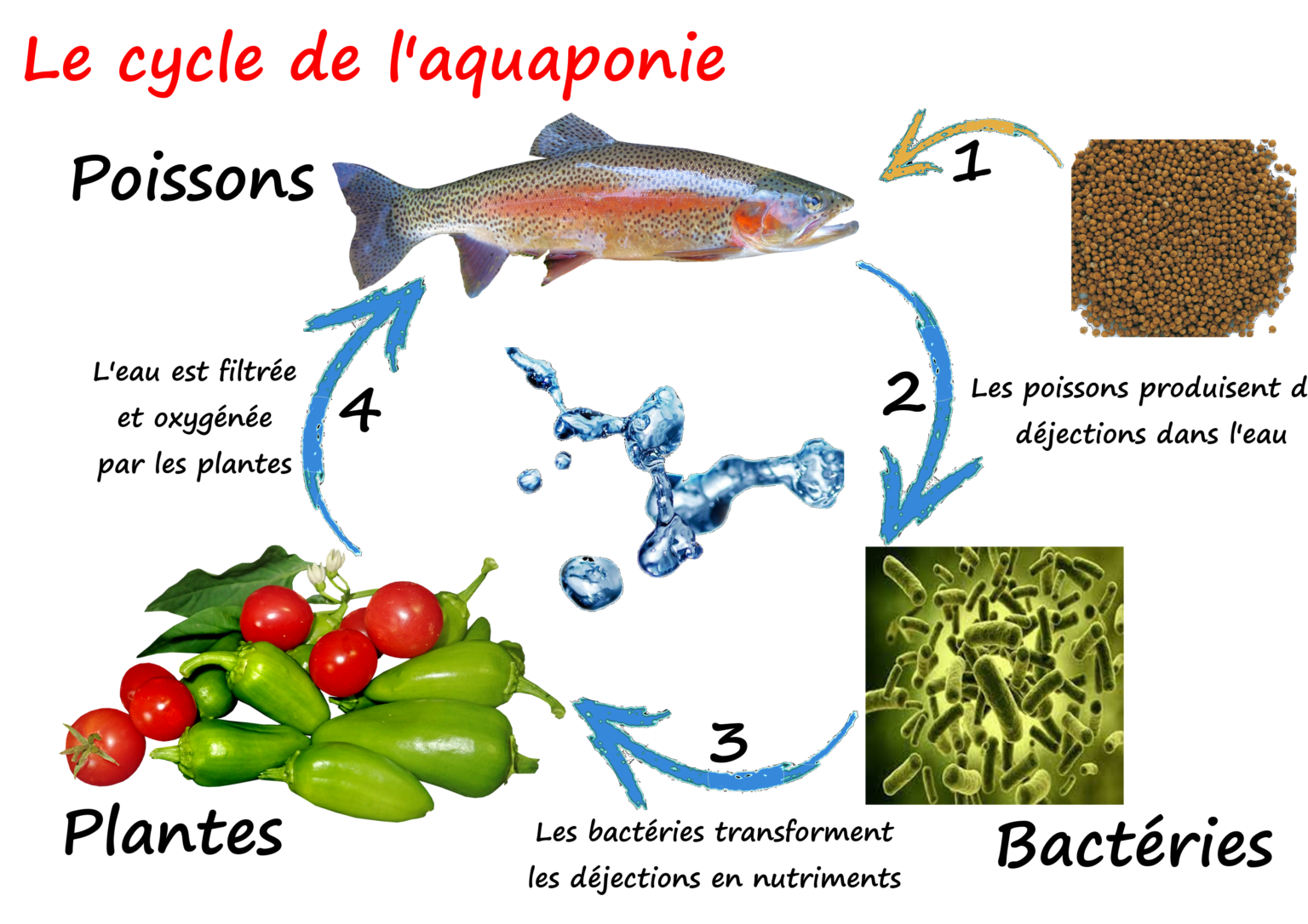 Vous avez dit « aquaponie » ? – Les Carrés Jardin